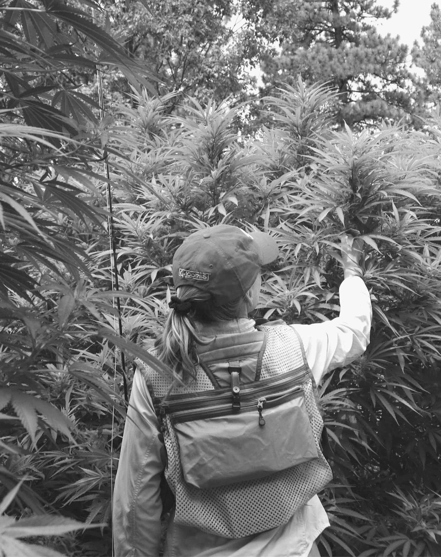 Public Lands Gone to Pot - California Fly Fisher