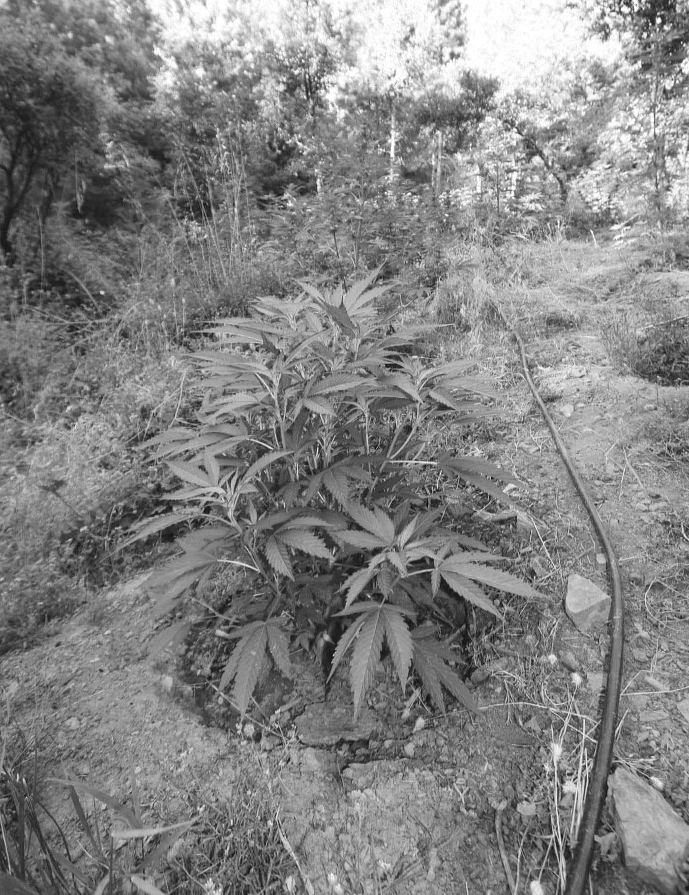 Public Lands Gone to Pot - California Fly Fisher