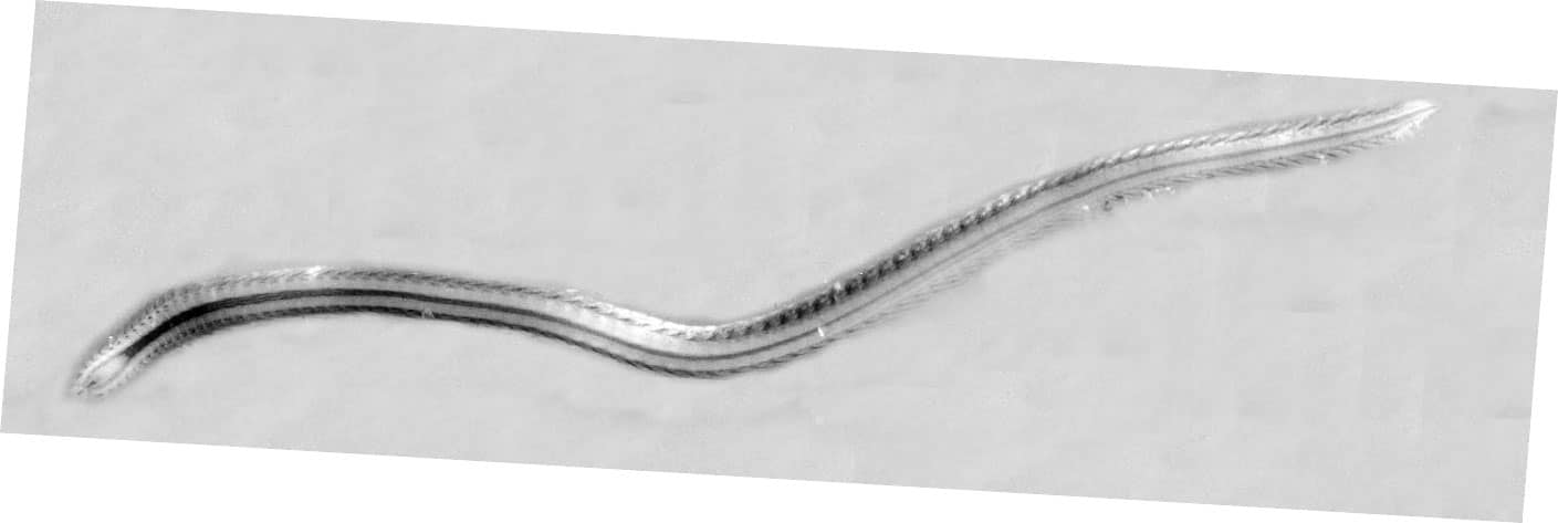 Monterey Bay Hatches - California Fly Fisher