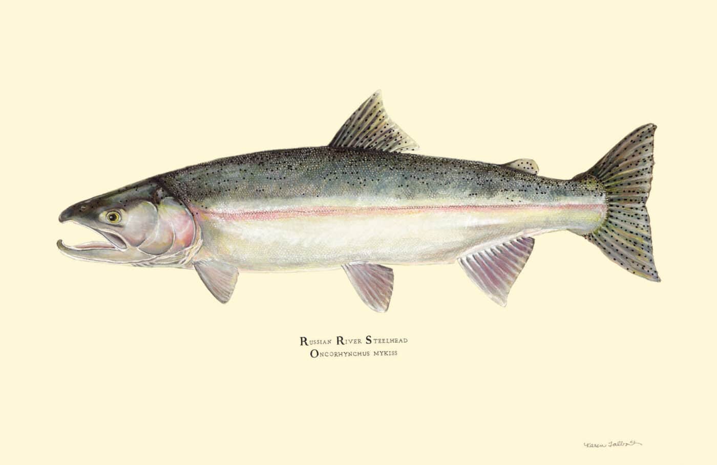 The Master of Meander: Bats and Other Mercies - California Fly Fisher