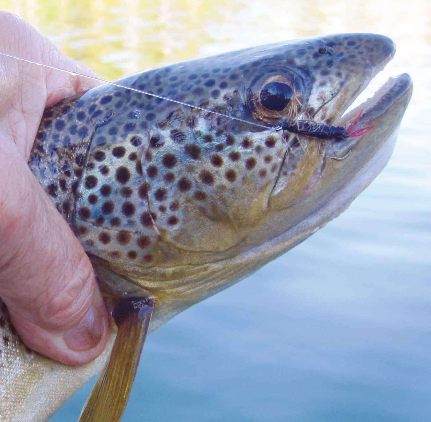 Why You Should Fish the Woolly Worm - California Fly Fisher