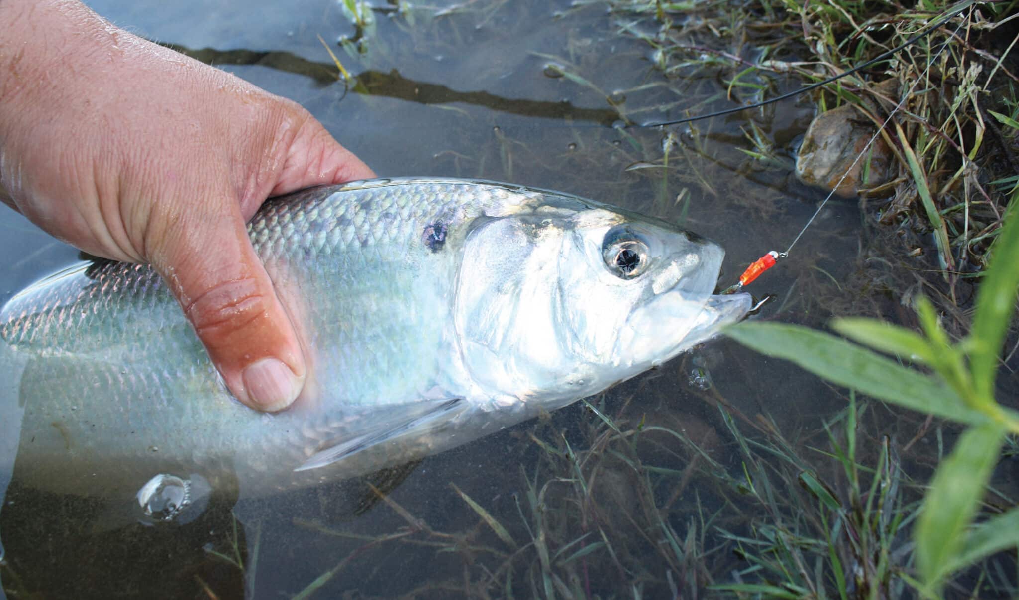 Chucking Chickens - California Fly Fisher