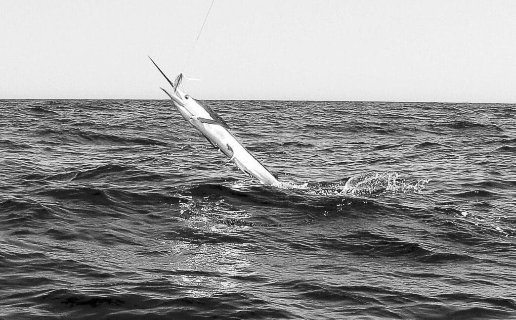 Baja: Loreto - California Fly Fisher