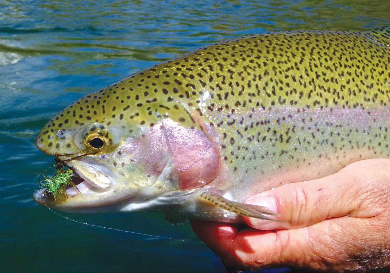 The Virginia Lakes Basin - California Fly Fisher
