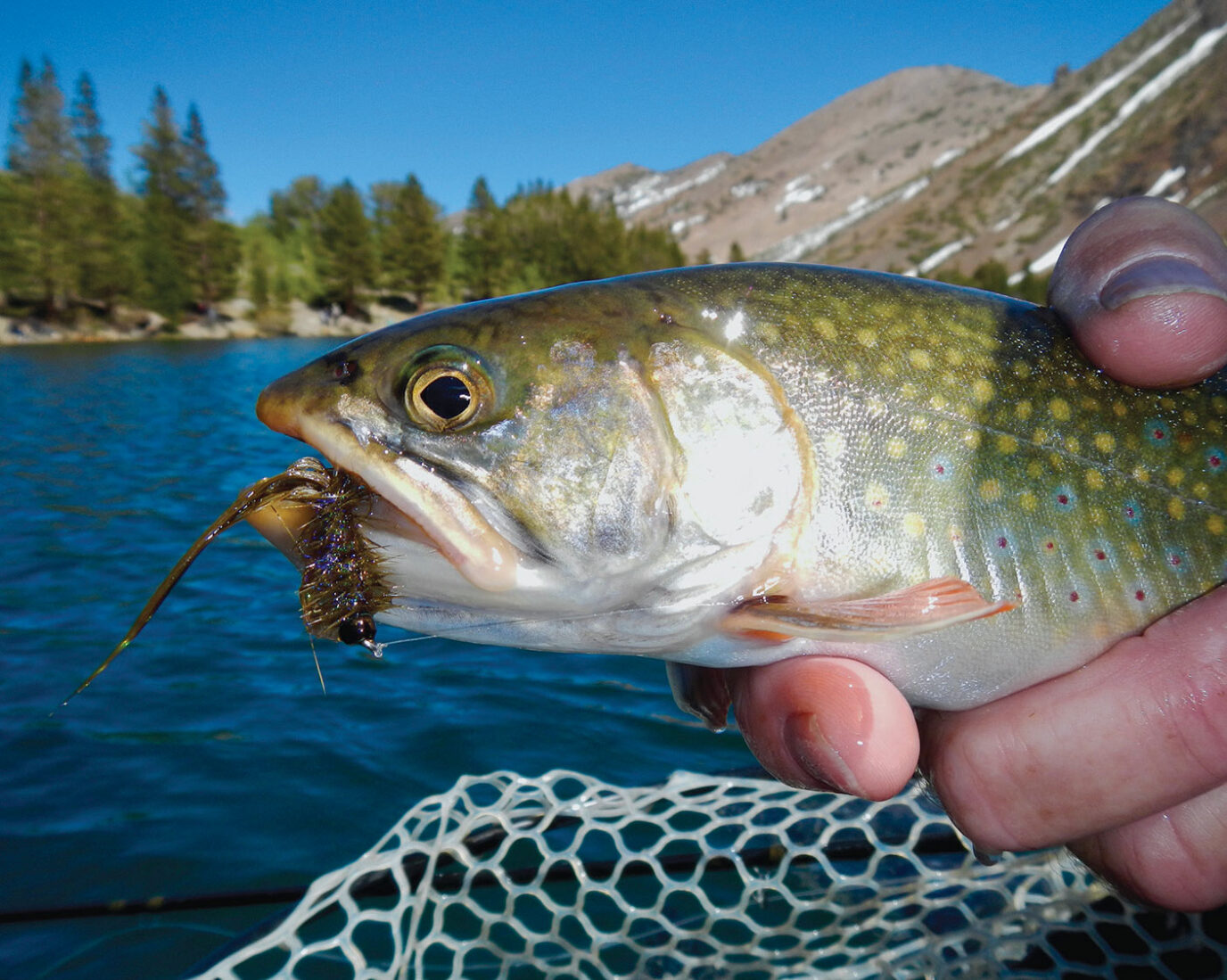 The Virginia Lakes Basin - California Fly Fisher