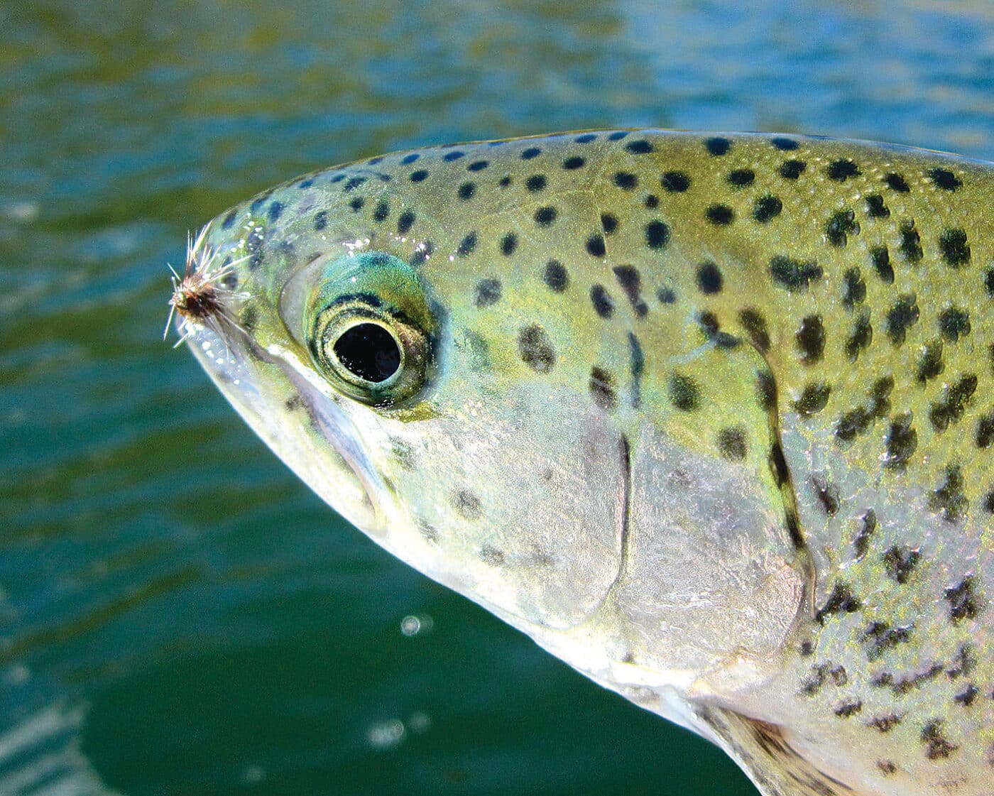 The Virginia Lakes Basin - California Fly Fisher