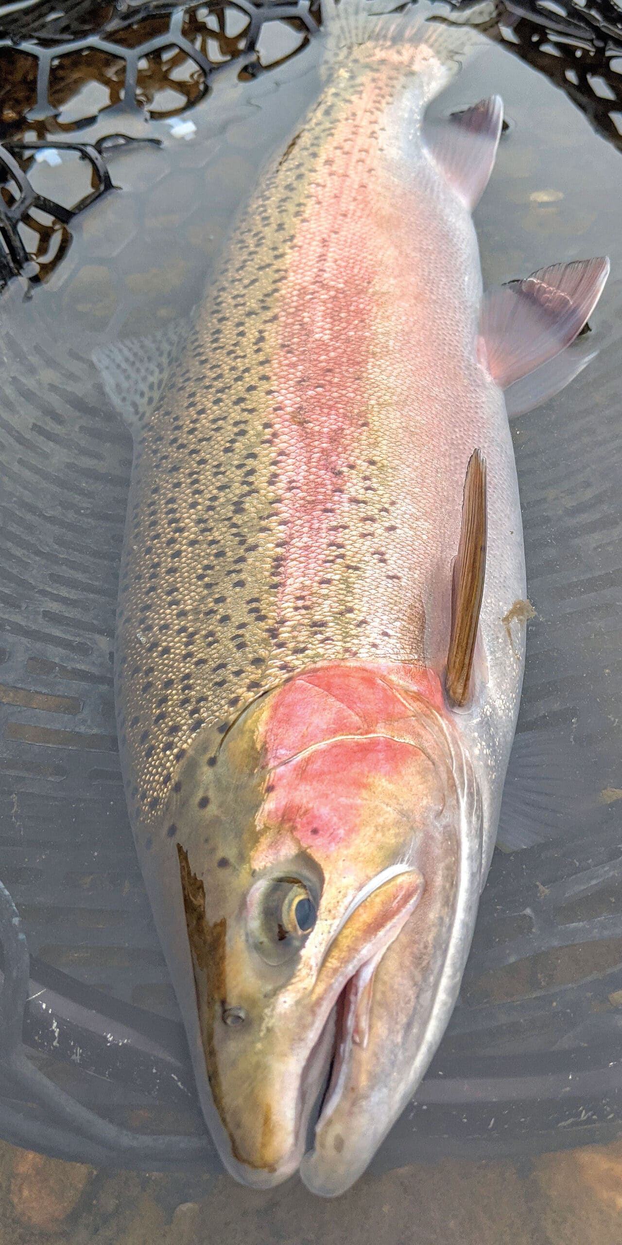 Feather River Steelhead - California Fly Fisher