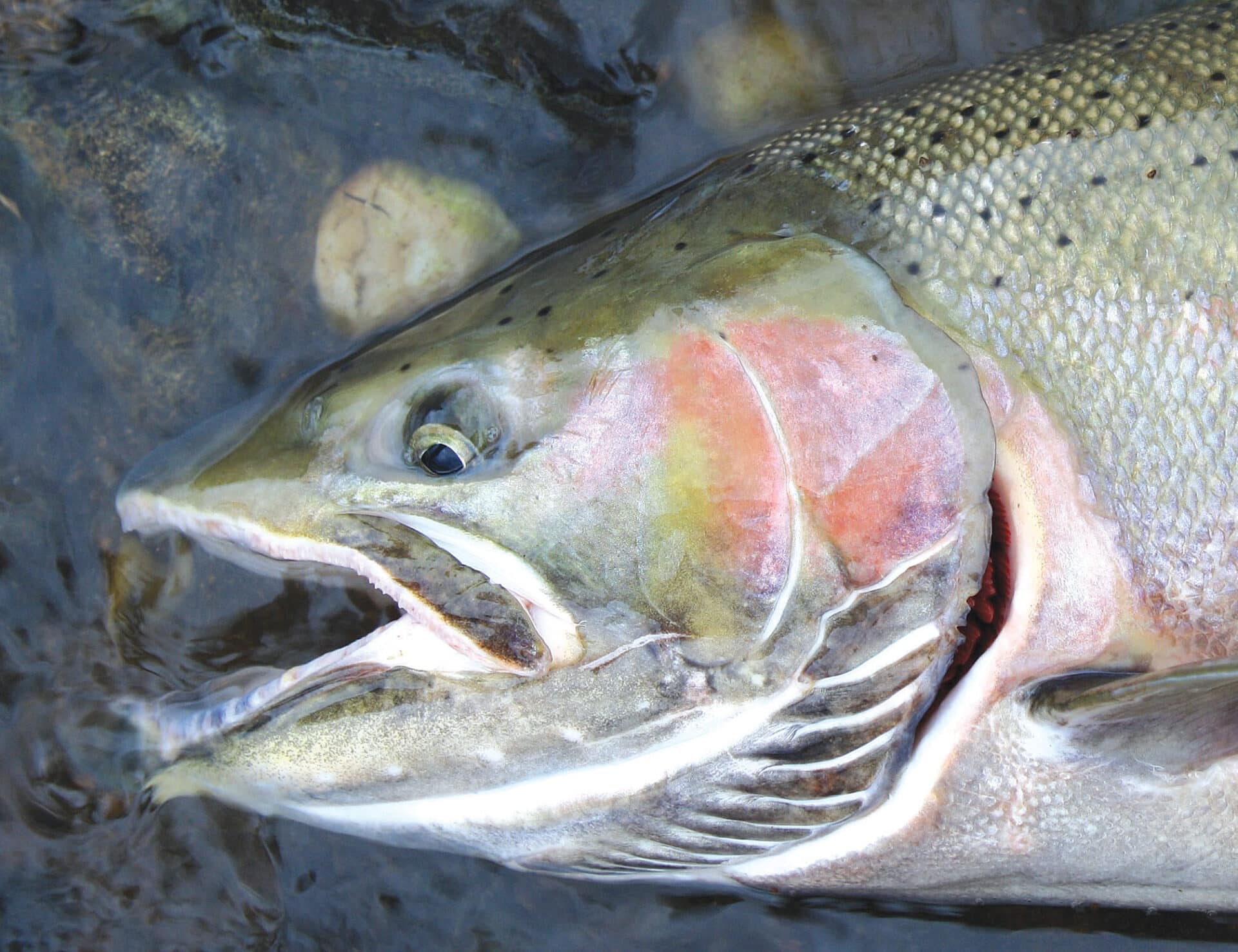 American River Winter Steelhead - California Fly Fisher