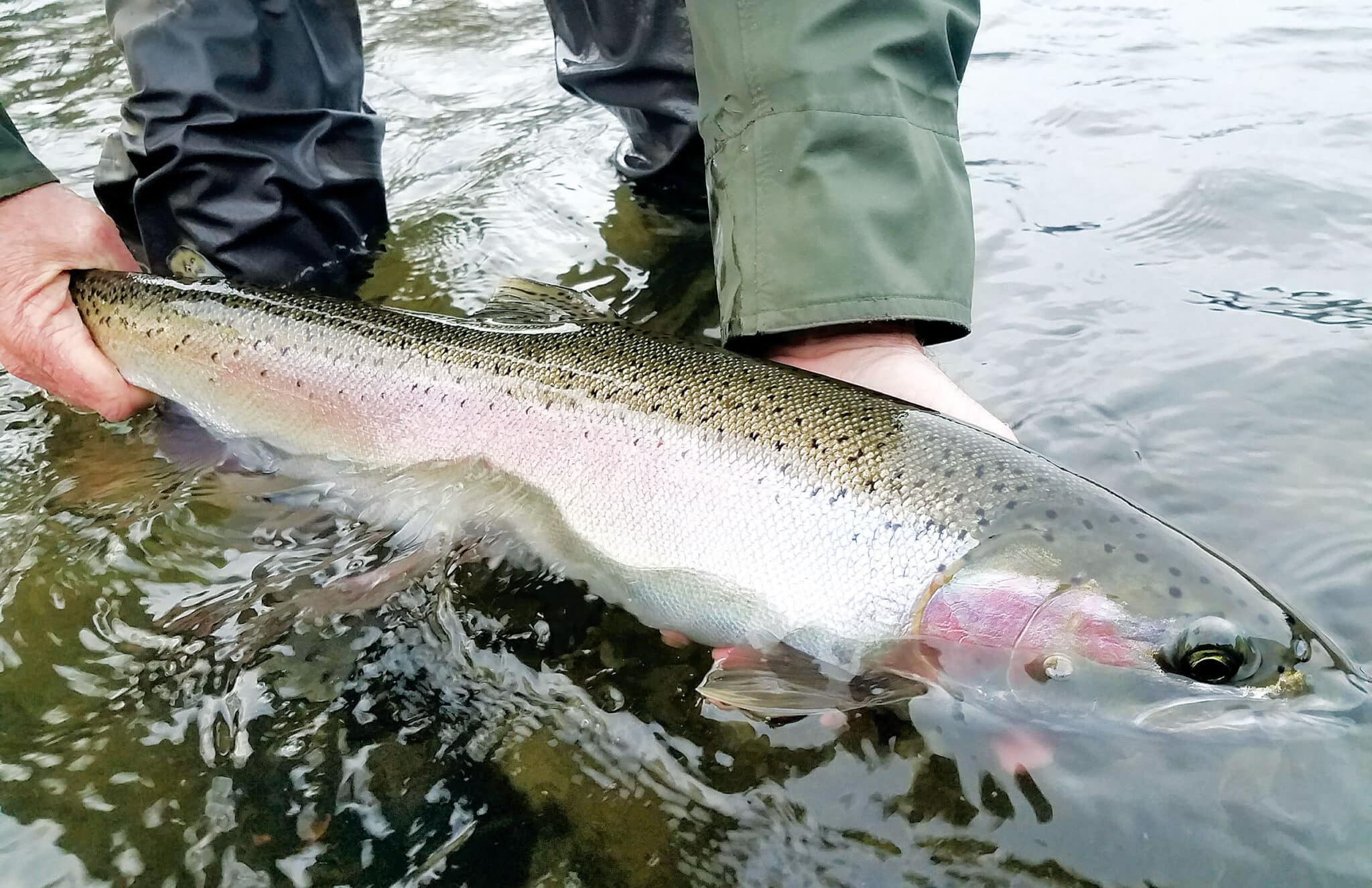 Useful Tools for the Aging Angler - California Fly Fisher