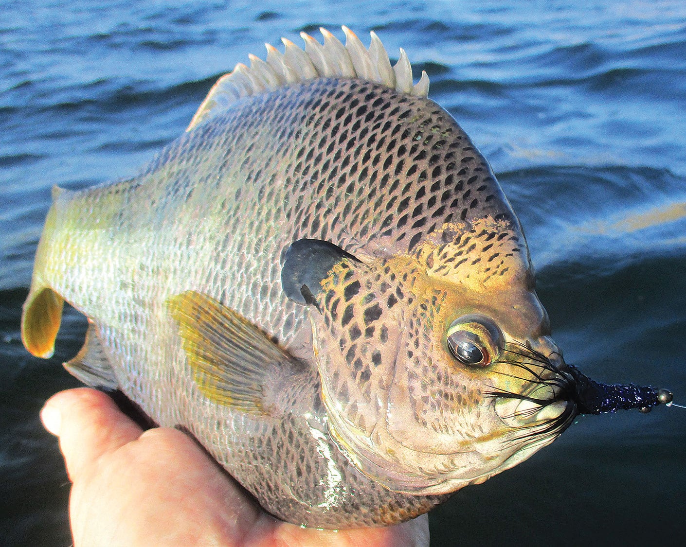 Deep-Water Lake Tactics - California Fly Fisher