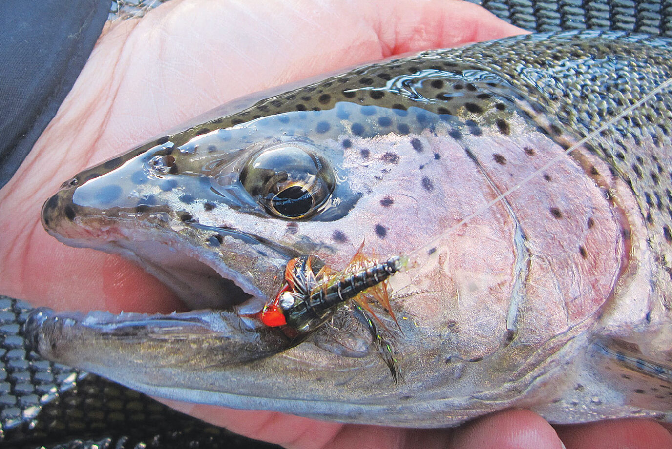 The East Walker River - California Fly Fisher