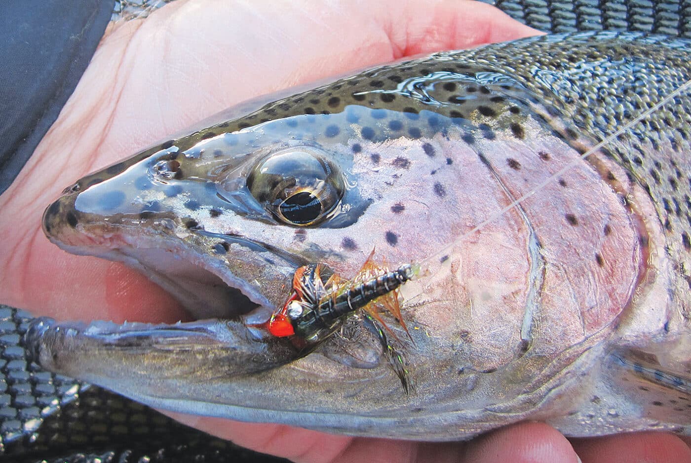 The East Walker River - California Fly Fisher