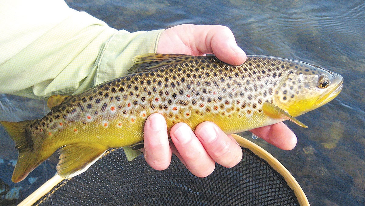 The Lower Owens River - California Fly Fisher