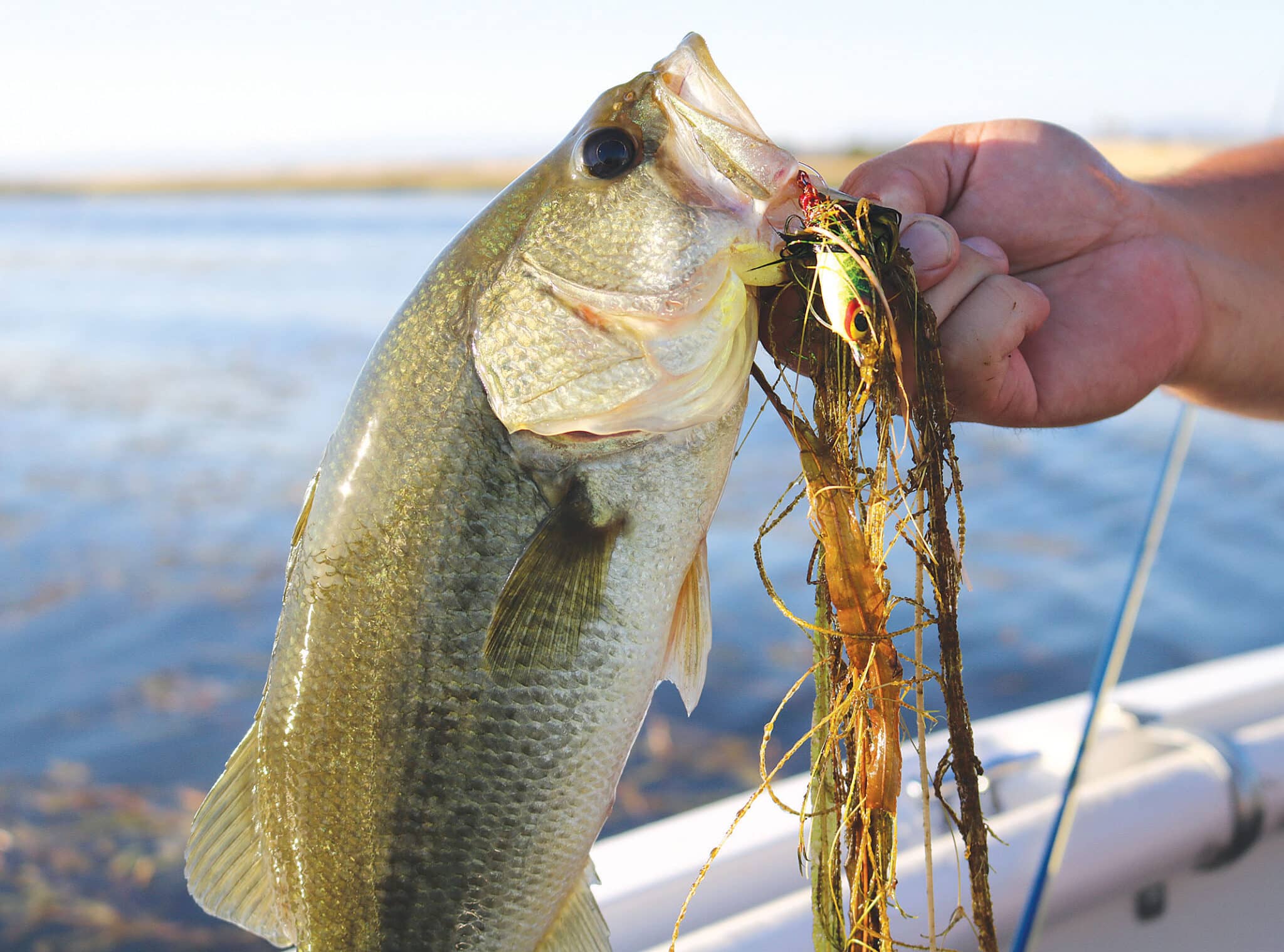 Lake Barrett - California Fly Fisher