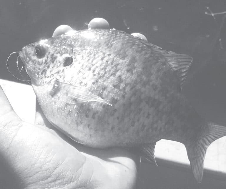 The Thermalito Afterbay - California Fly Fisher