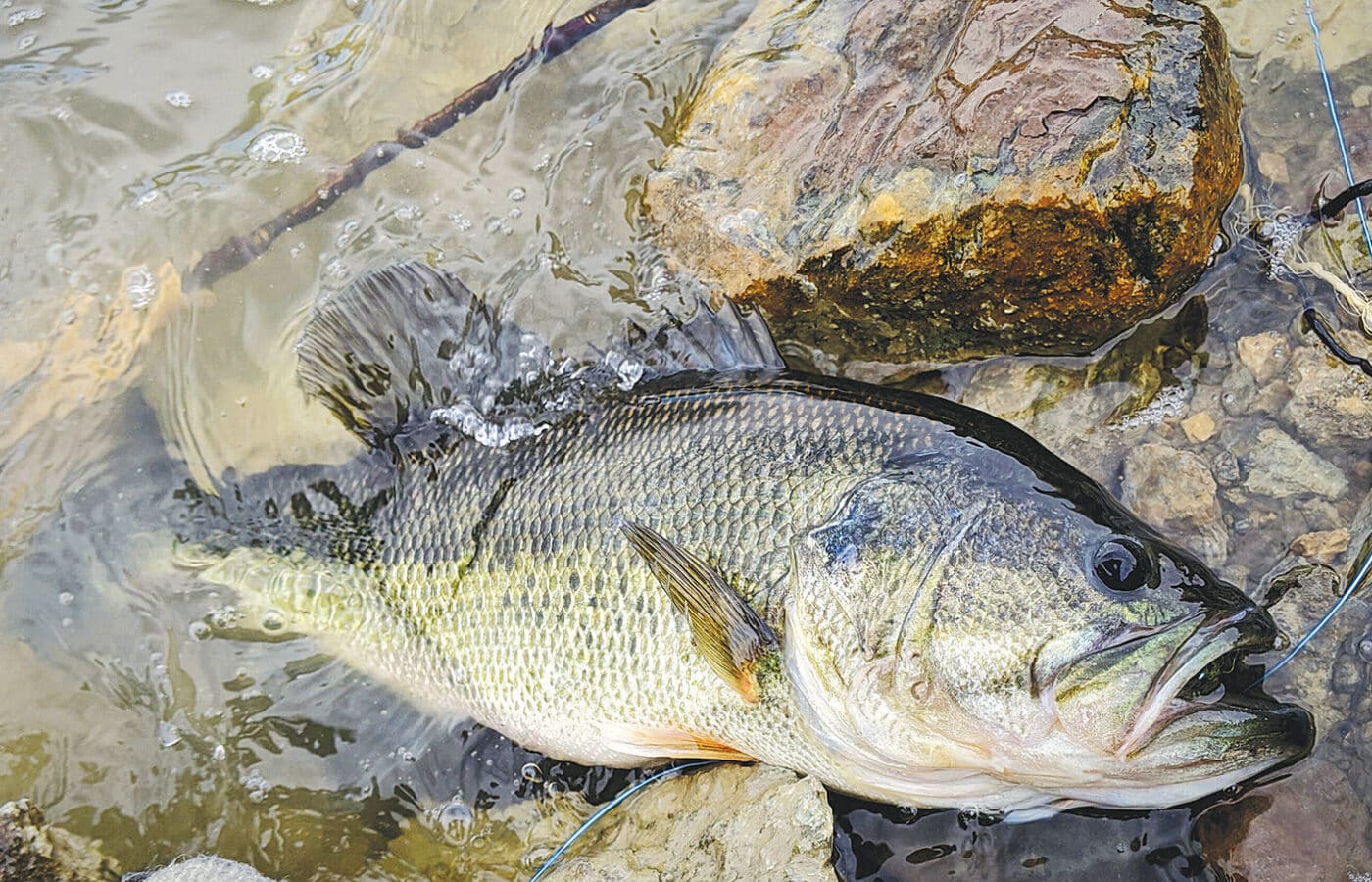 Jay Fair’s Wiggle Tail Fly - California Fly Fisher