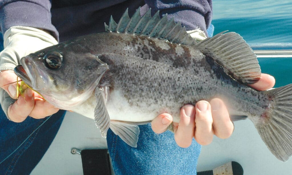 Indicator Fly Fishing for Halibut - California Fly Fisher