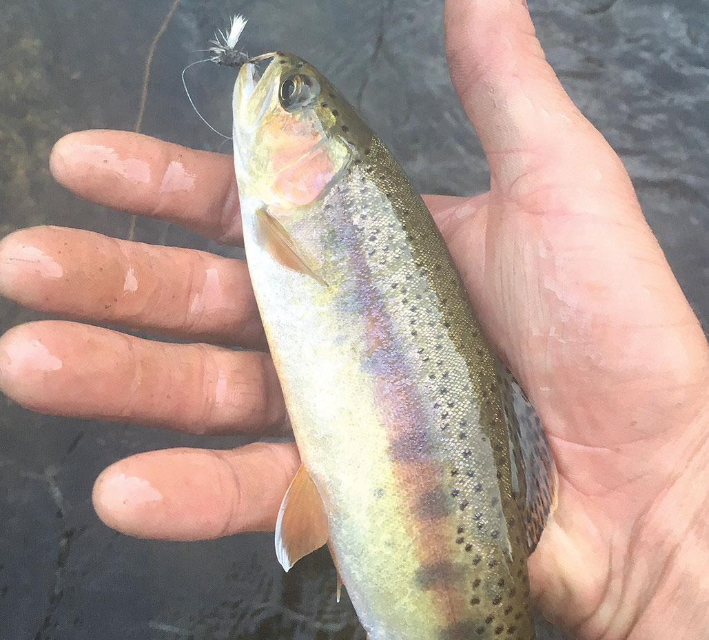 Kern River Golden Trout - California Fly Fisher