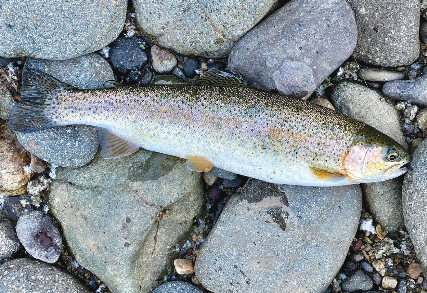 The Clark Fork of the Stanislaus River - California Fly Fisher