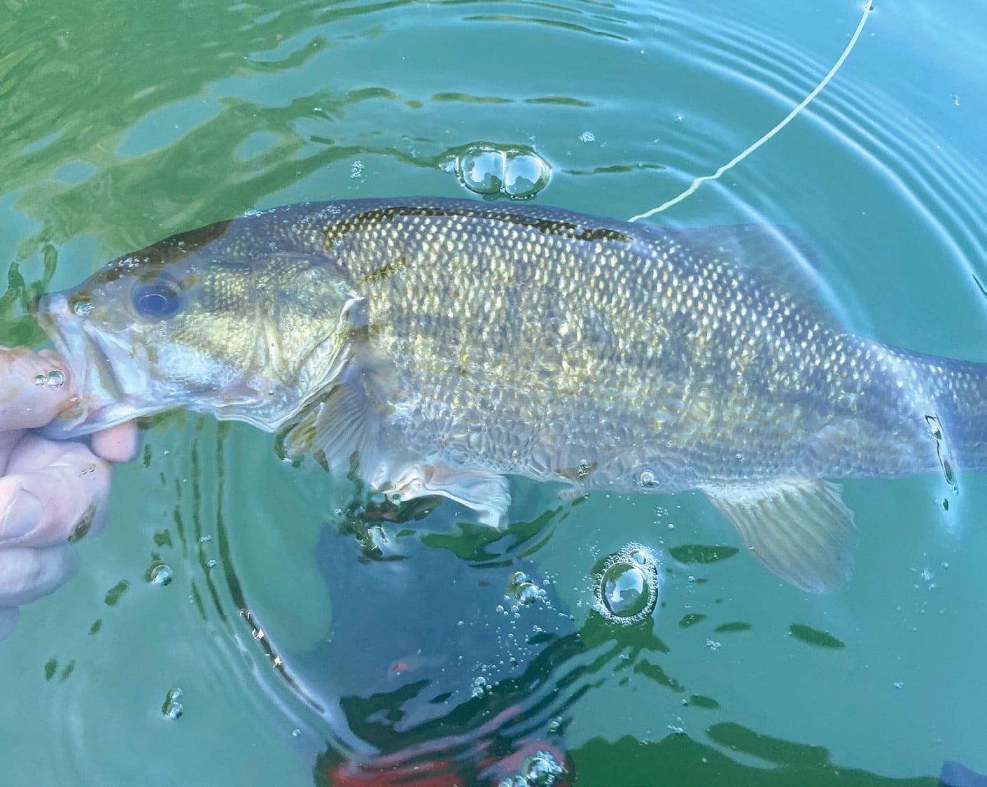 Lake Barrett - California Fly Fisher