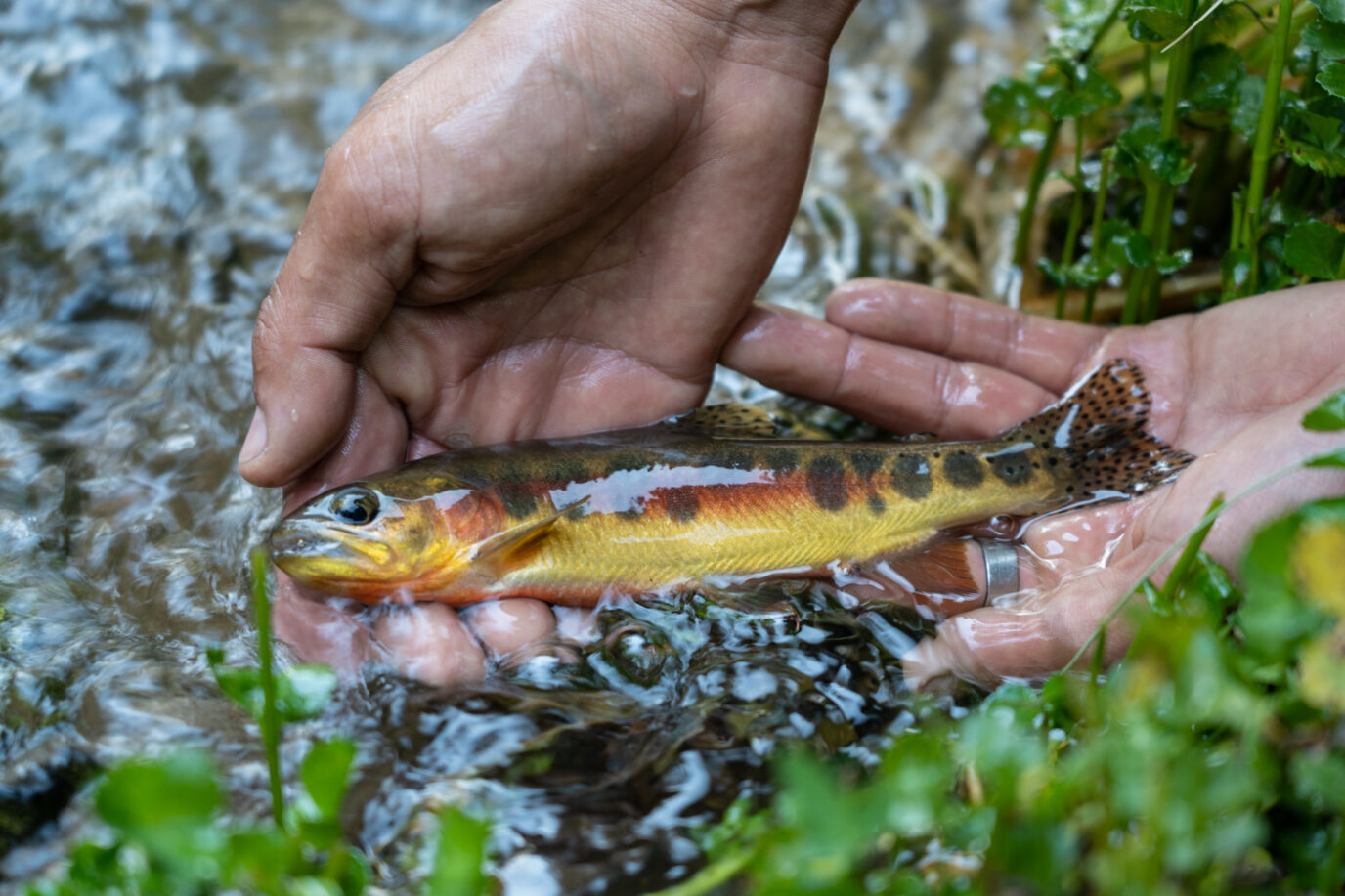 California Fly Fisher - The Magazine for Fly Fishing in California