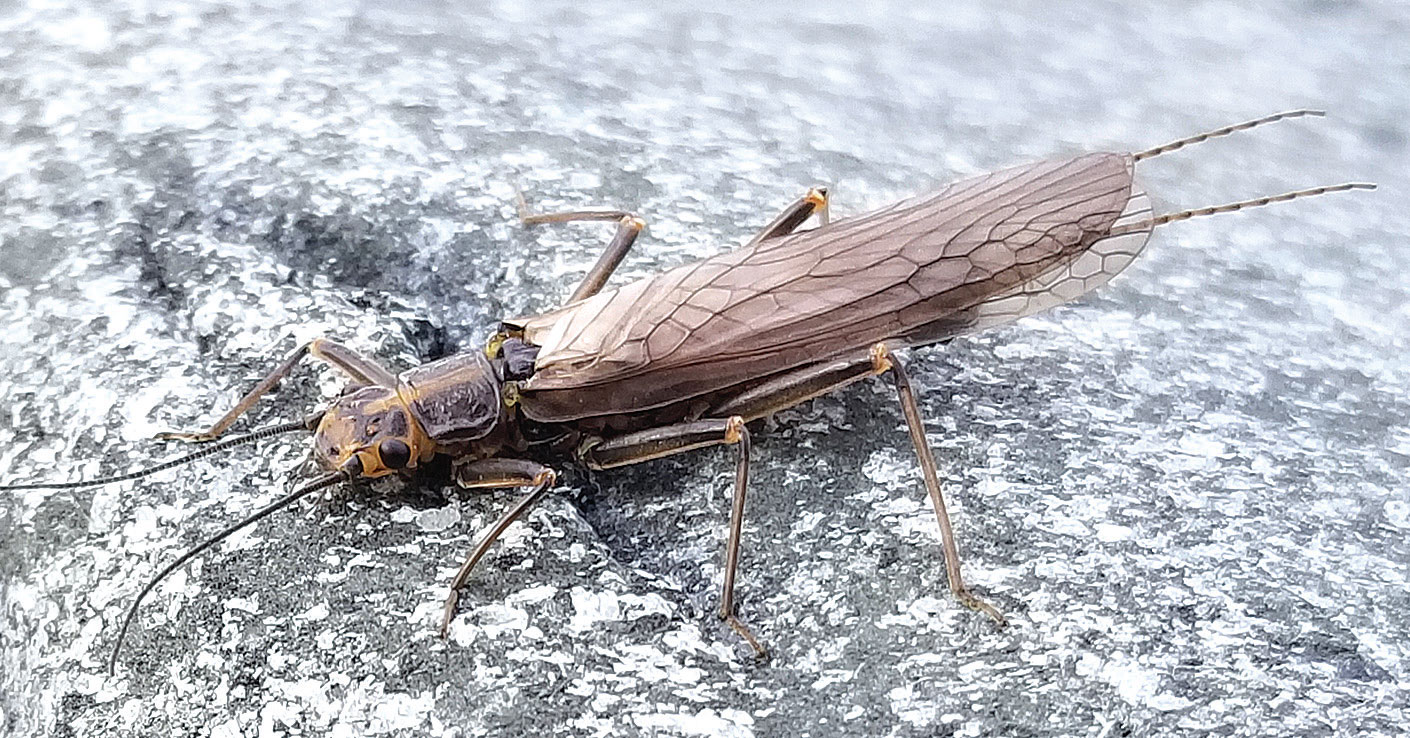 Skwala Primer for 2021: Lessons Learned - California Fly Fisher