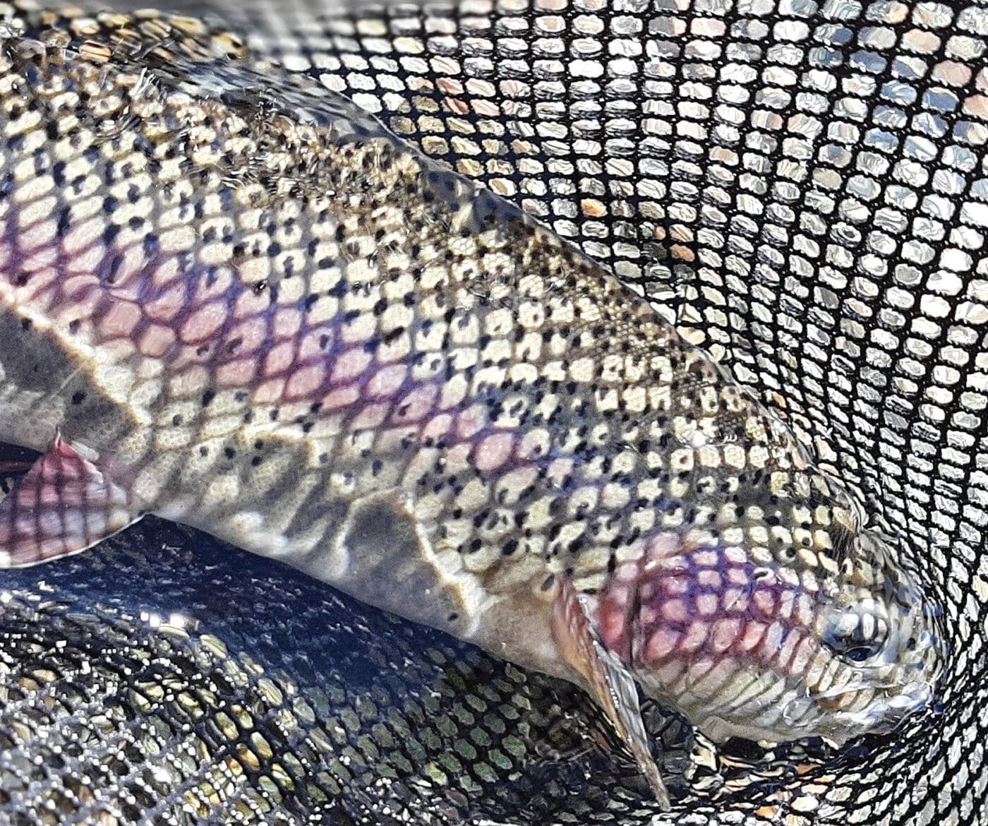 A Journey to the Mother Lode of Golden Trout - California Fly Fisher