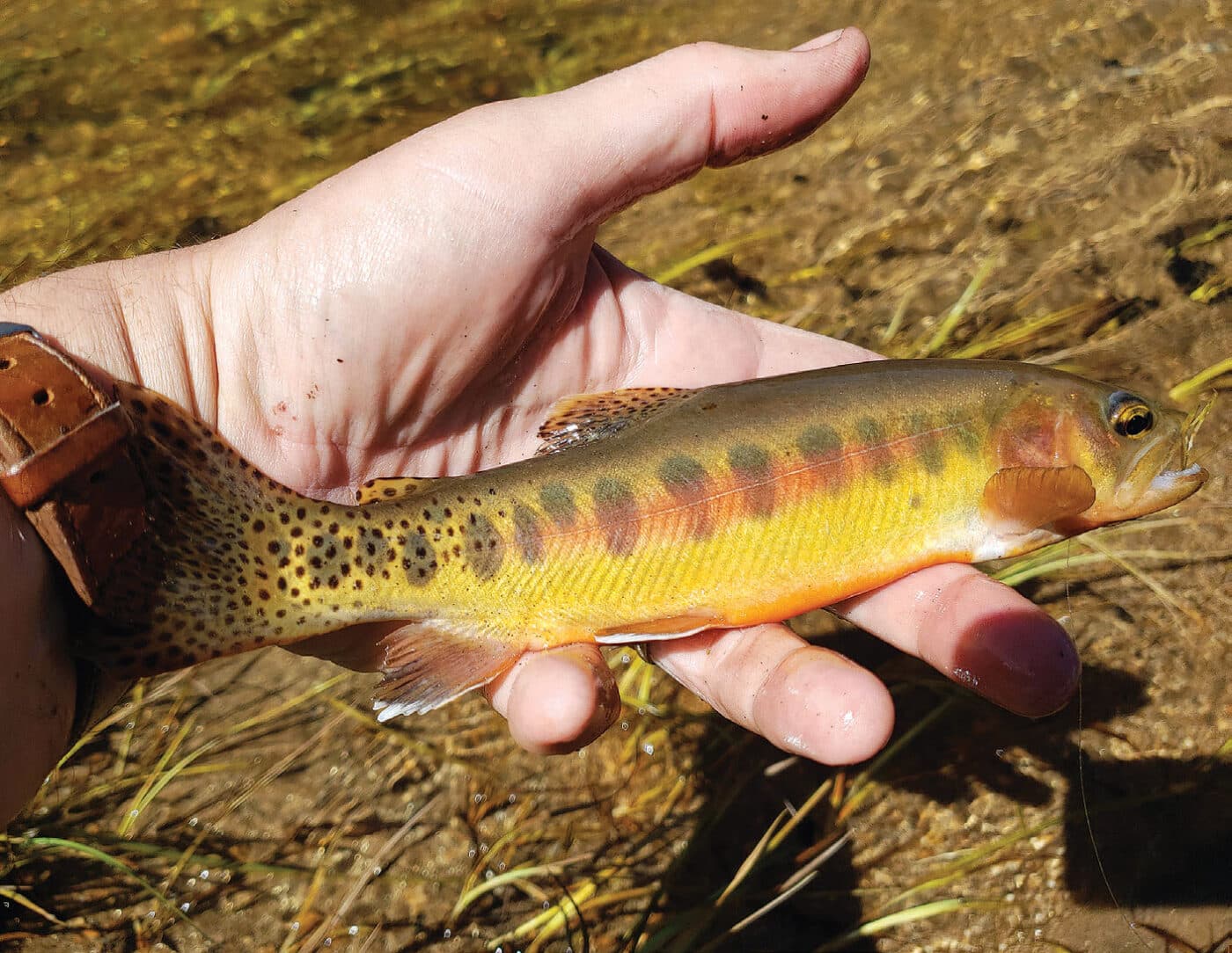 From West to East: A Tenkara Journey - California Fly Fisher