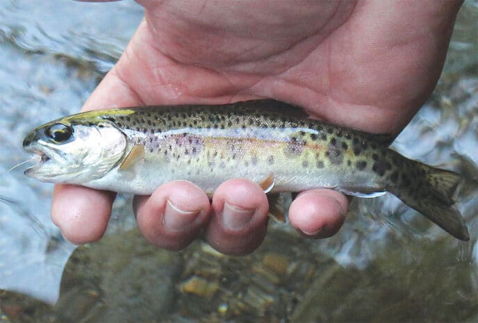 The Streams of Lake Almanor - California Fly Fisher