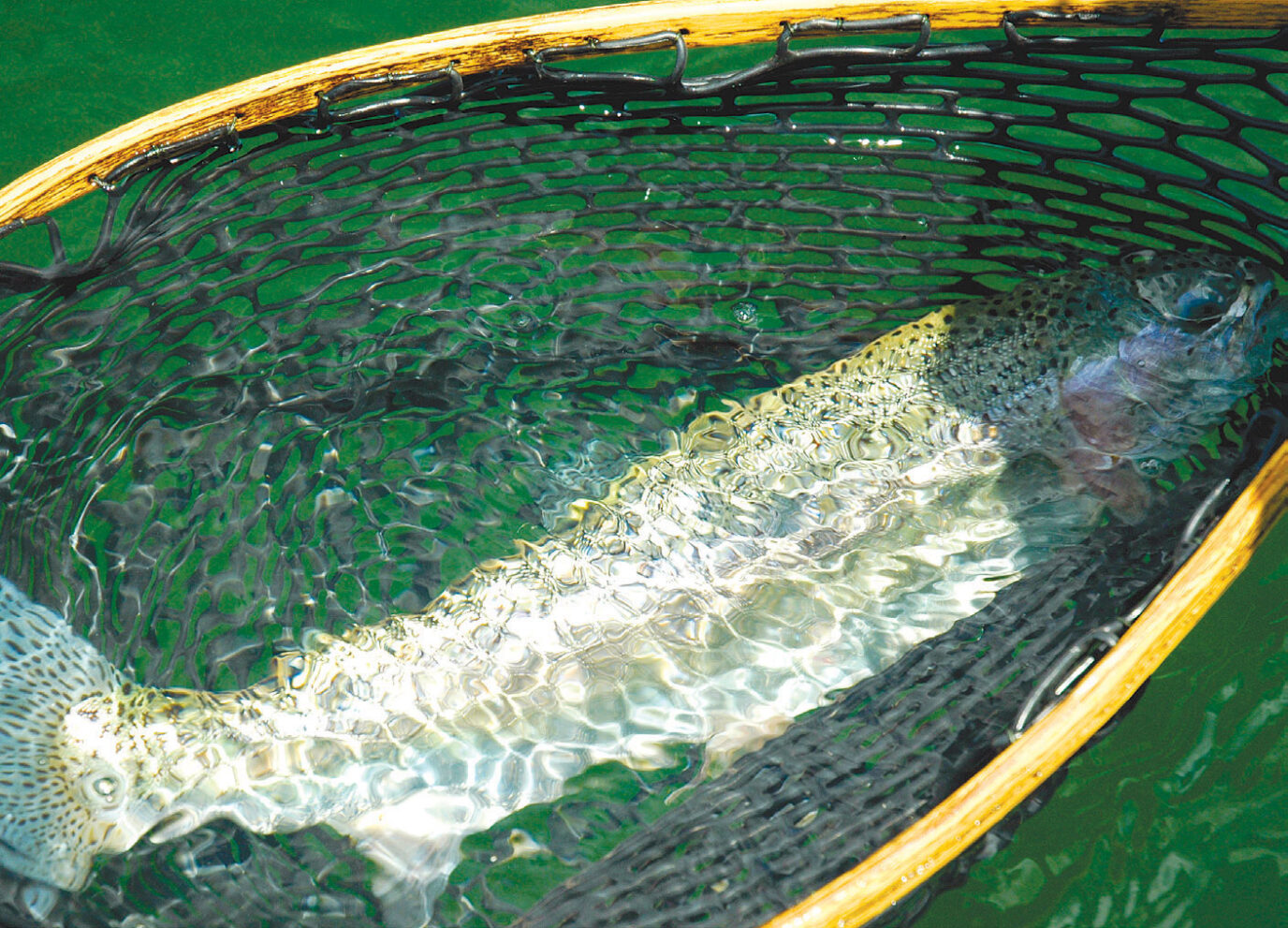 The Fluke Fly - California Fly Fisher