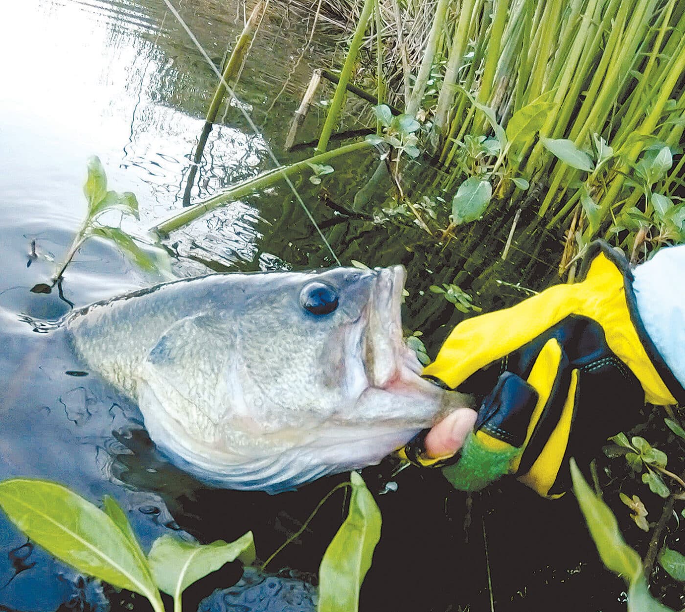 Fishing the October Caddis: Insights and Techniques - California Fly Fisher