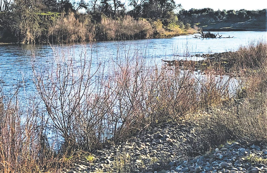 American Shad in California - California Fly Fisher