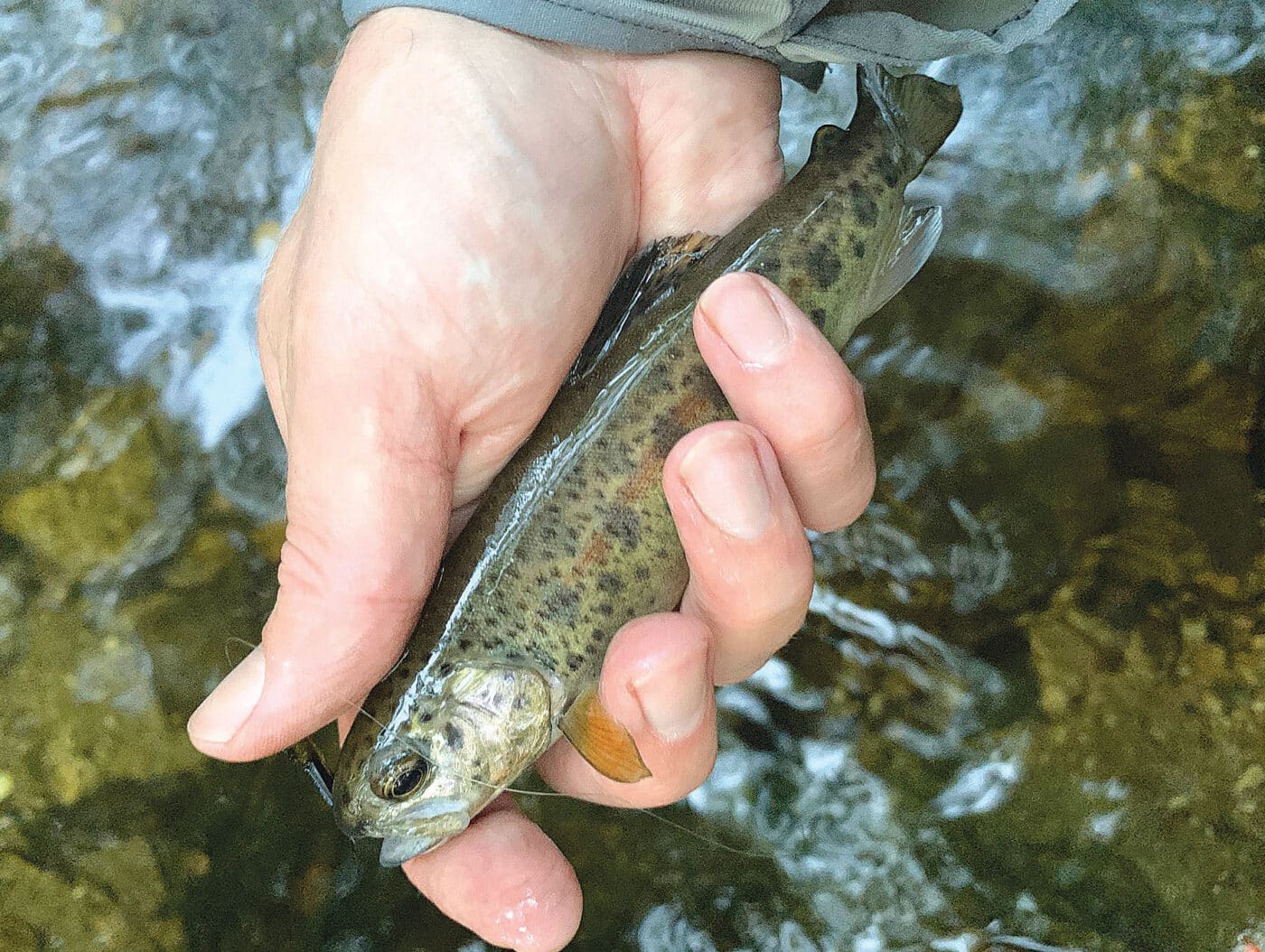 A Journey to the Mother Lode of Golden Trout - California Fly Fisher