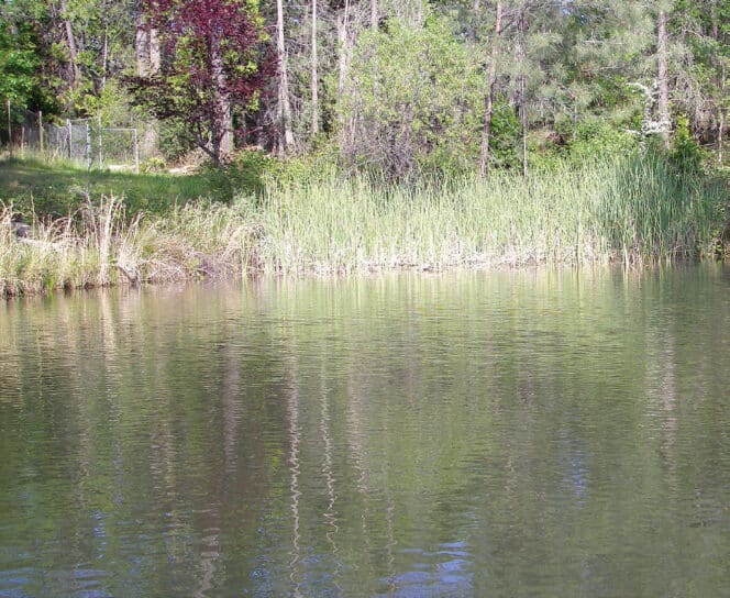 American Shad in California - California Fly Fisher