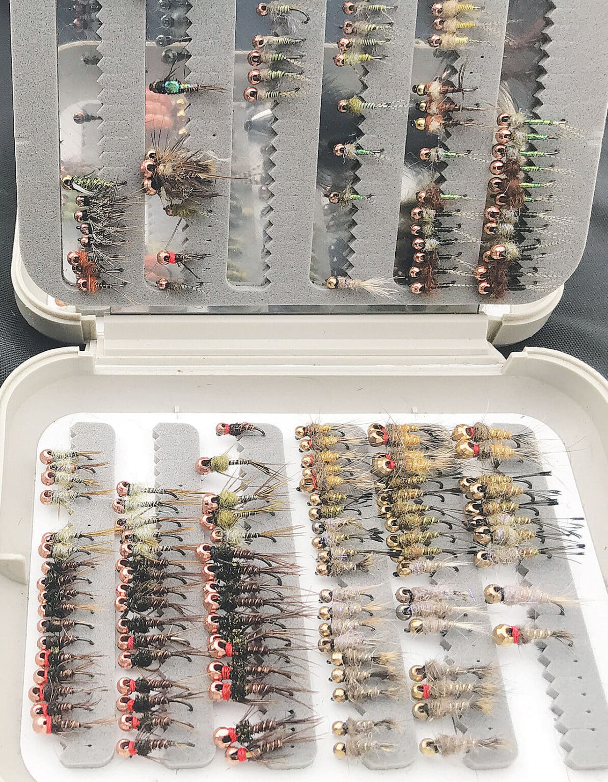 American Shad in California - California Fly Fisher