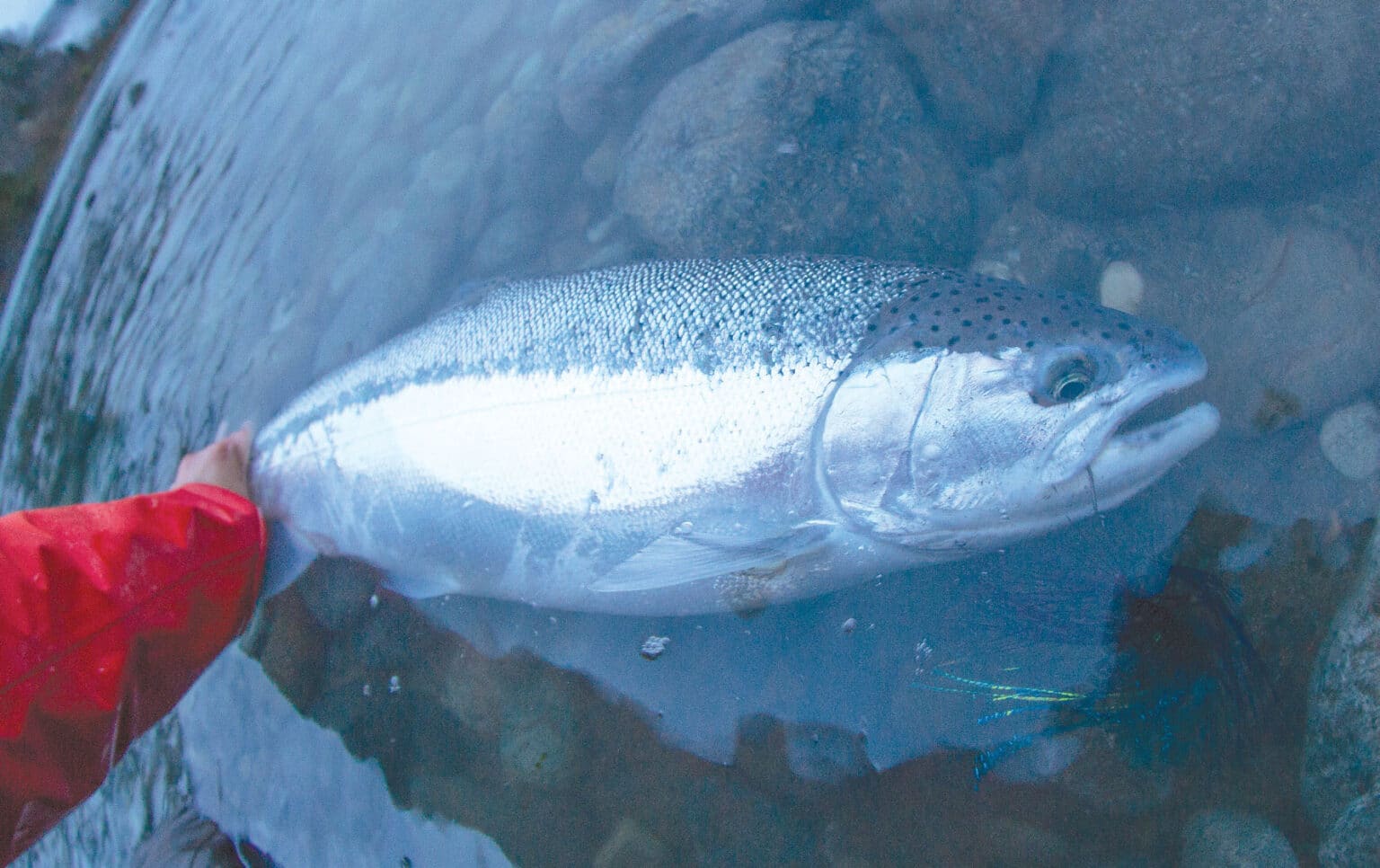 At the Vise: Bruce’s Little Red Steelhead Nymph - California Fly Fisher