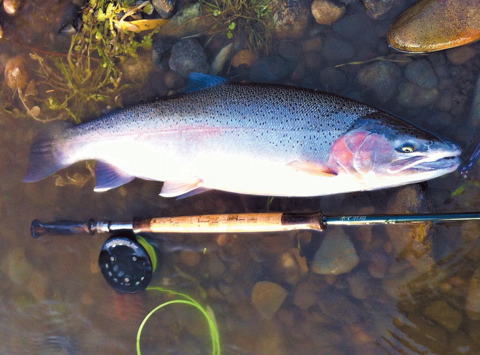The Story of American River Steelhead Runs - California Fly Fisher