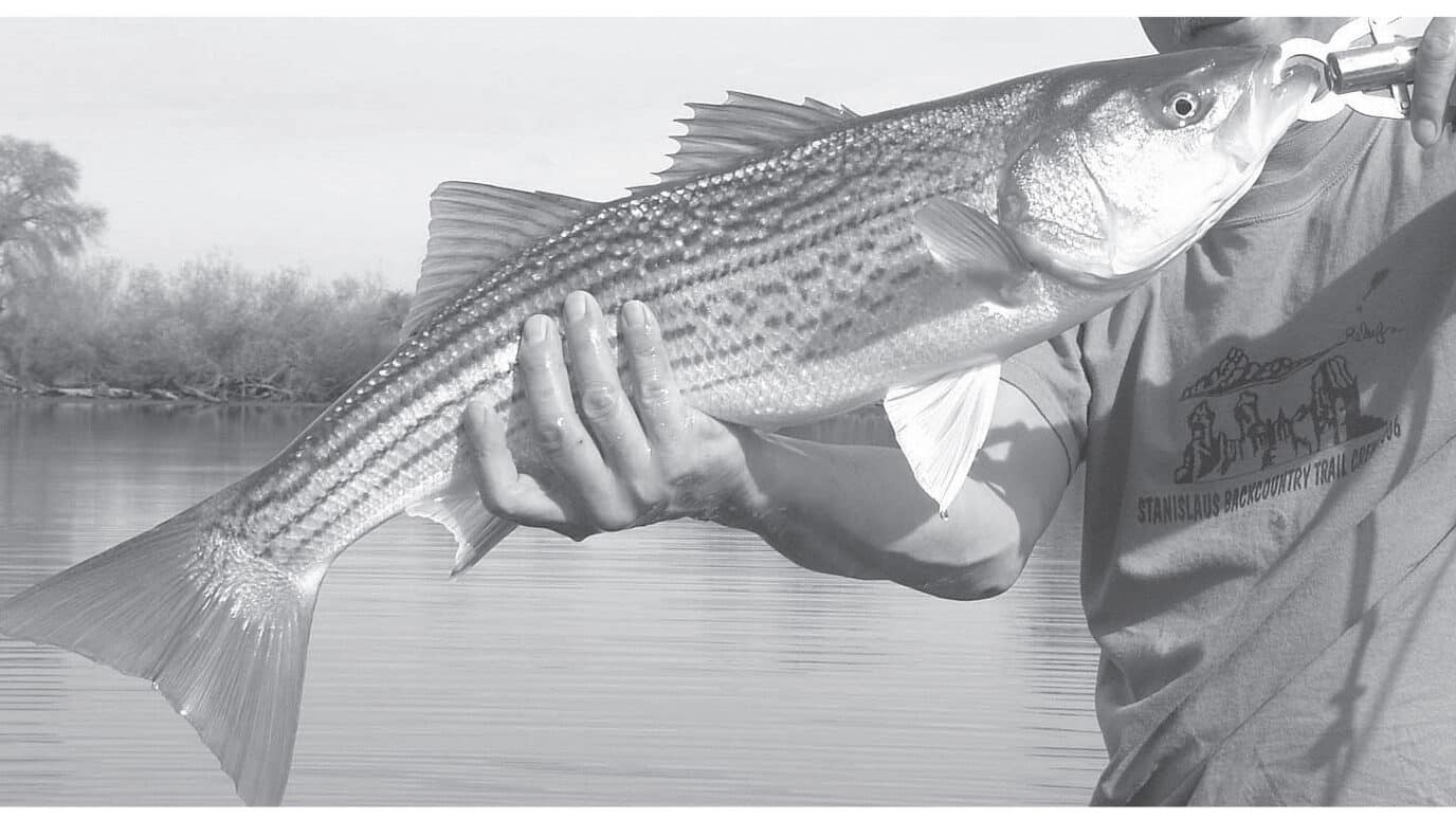 The Good Fight: SoCal Steelhead - California Fly Fisher