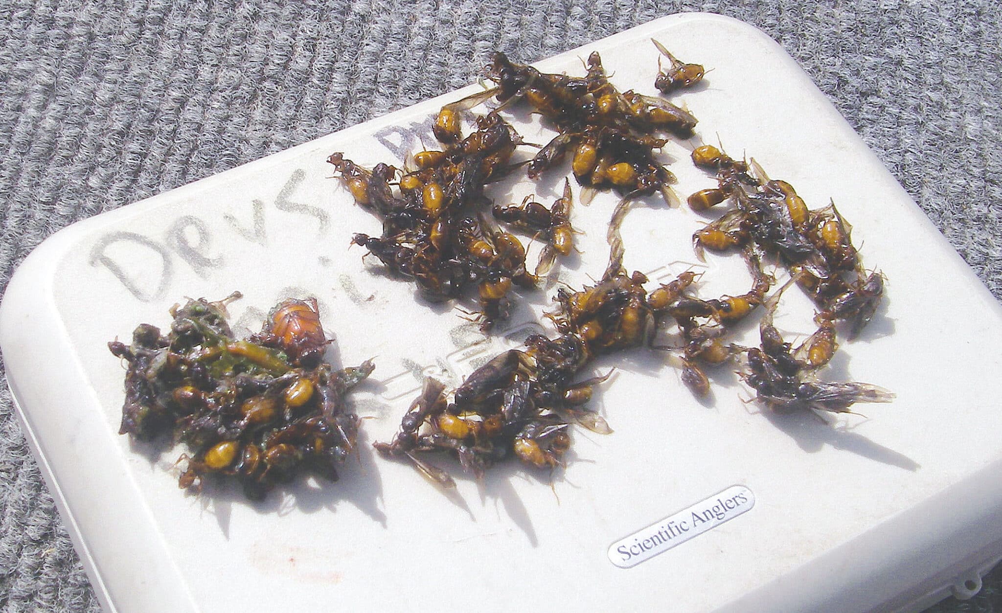 Tying Q’s Articulated Calamari Squid Fly - California Fly Fisher