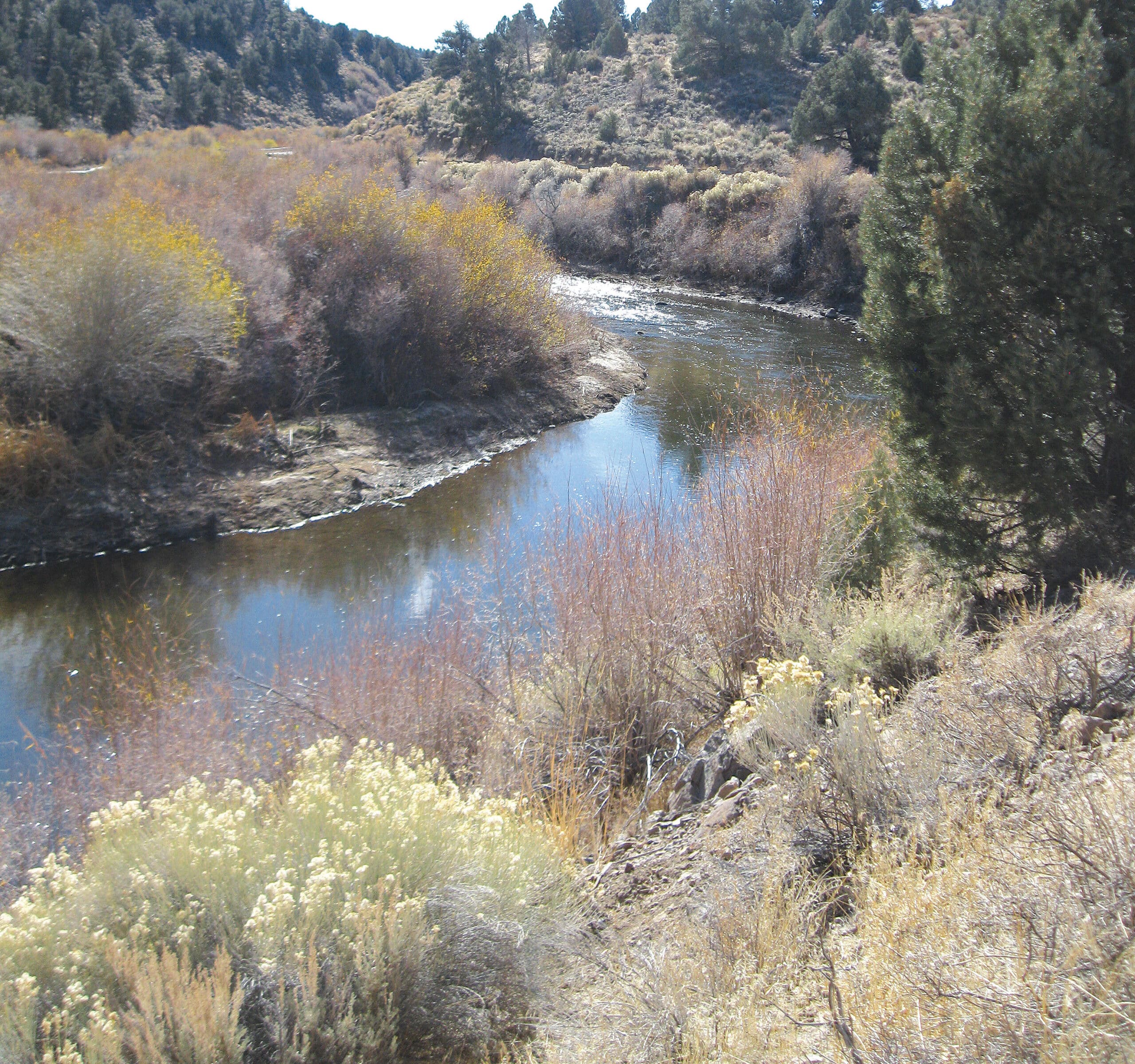 Walker River Basics - California Fly Fisher