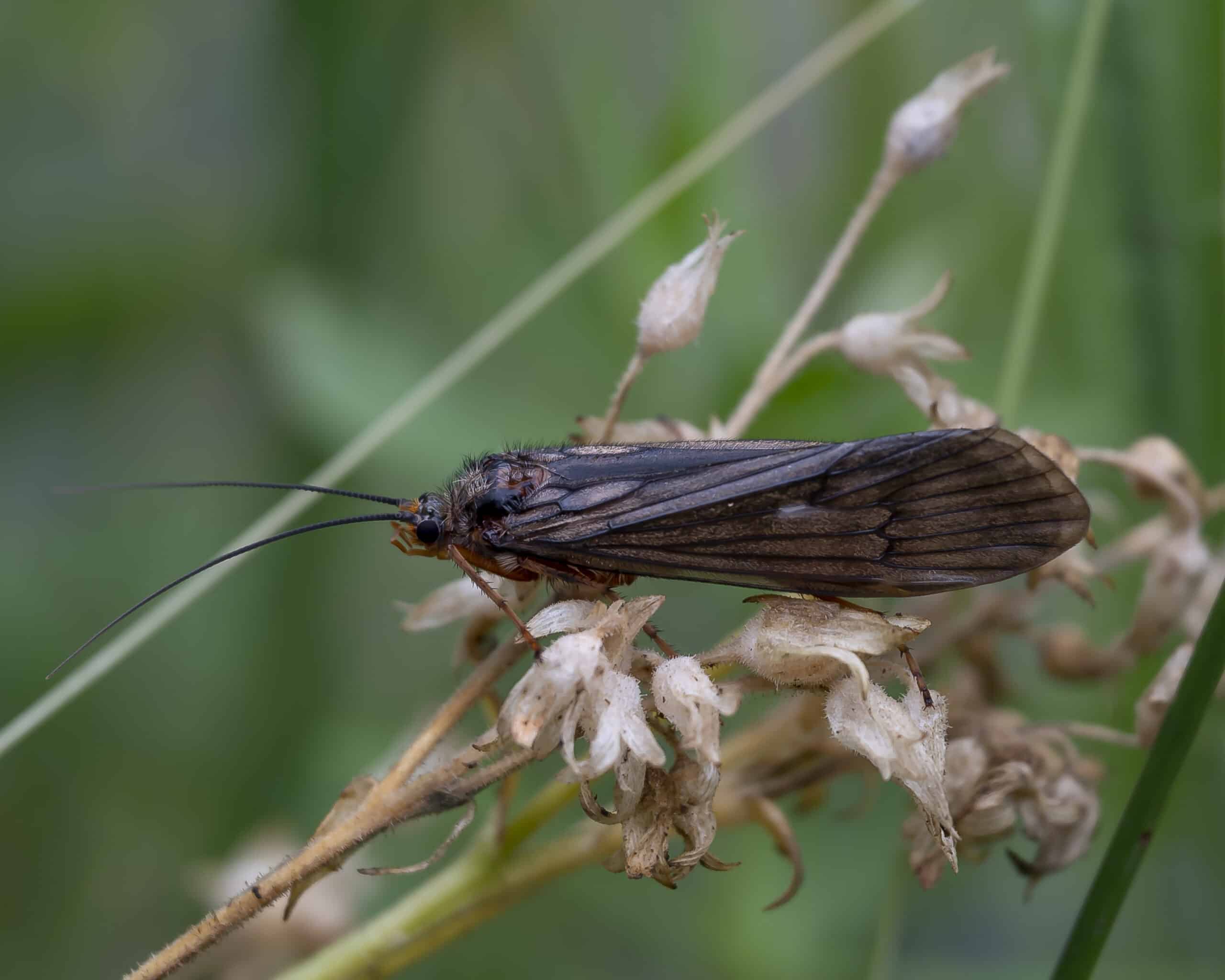 California Fly Fisher - The Magazine for Fly Fishing in California