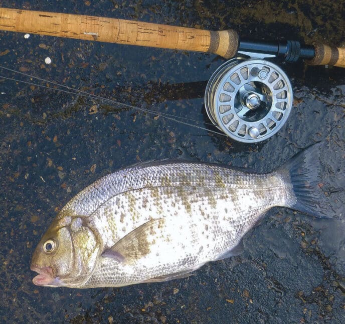 Fighting Big Fish On a Fly Rod - California Fly Fisher