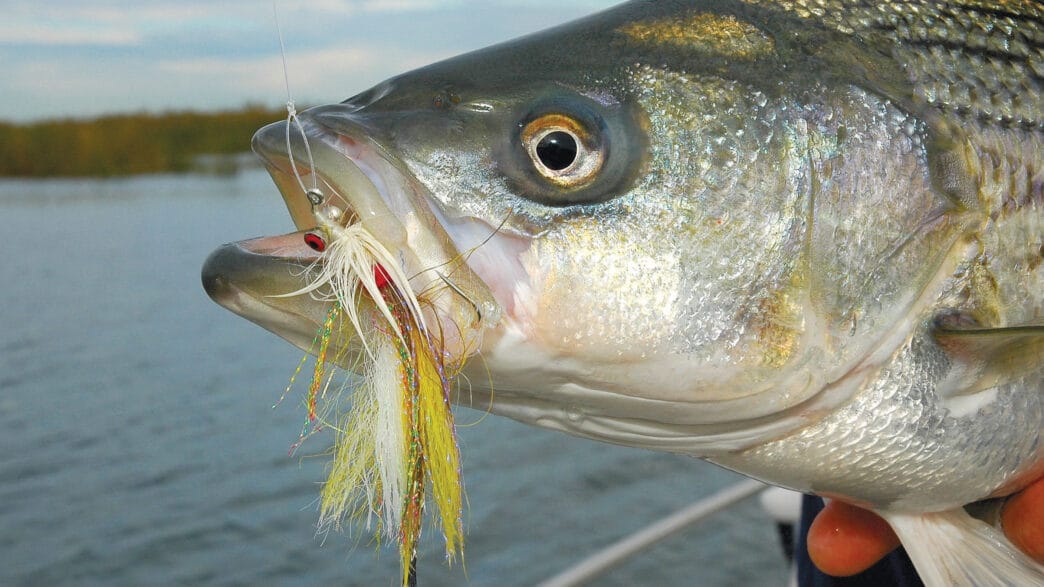 The Stillwater Fly Fisher: New Fly Patterns for Stillwater Bass ...