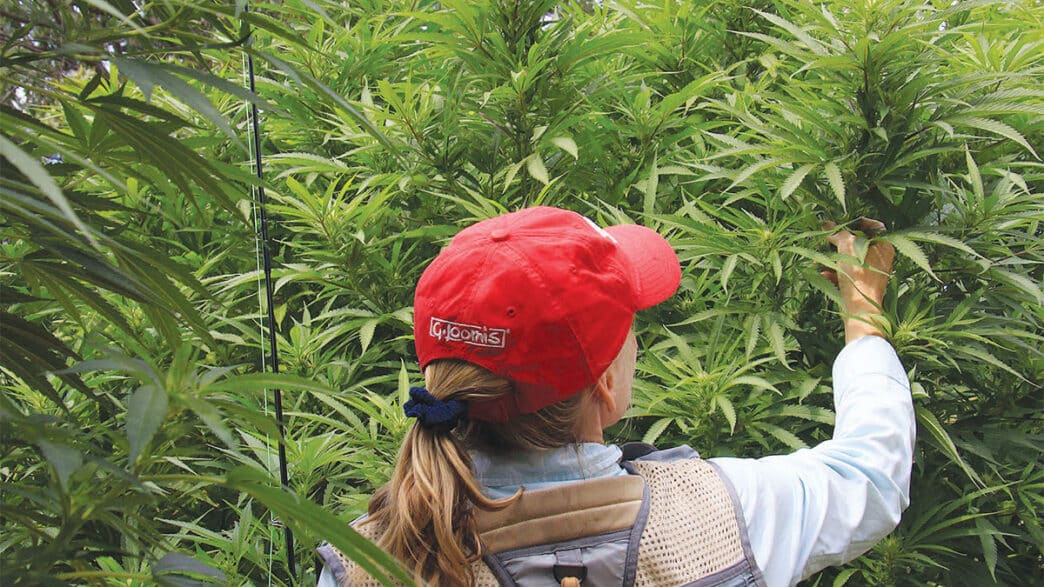 The Stillwater Fly Fisher: Callibaetis Mayflies and Damselflies ...