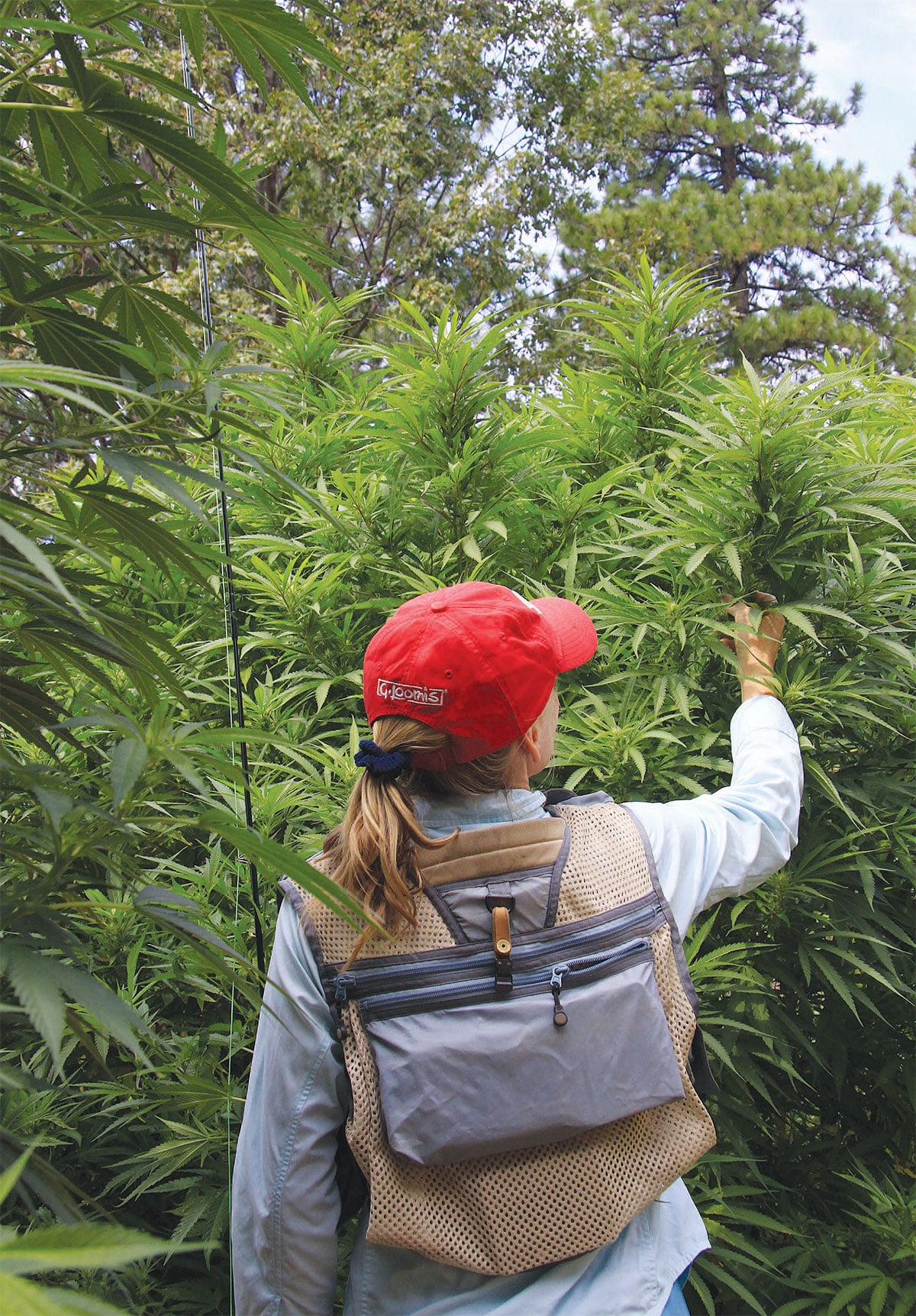 The Stillwater Fly Fisher: Callibaetis Mayflies and Damselflies ...