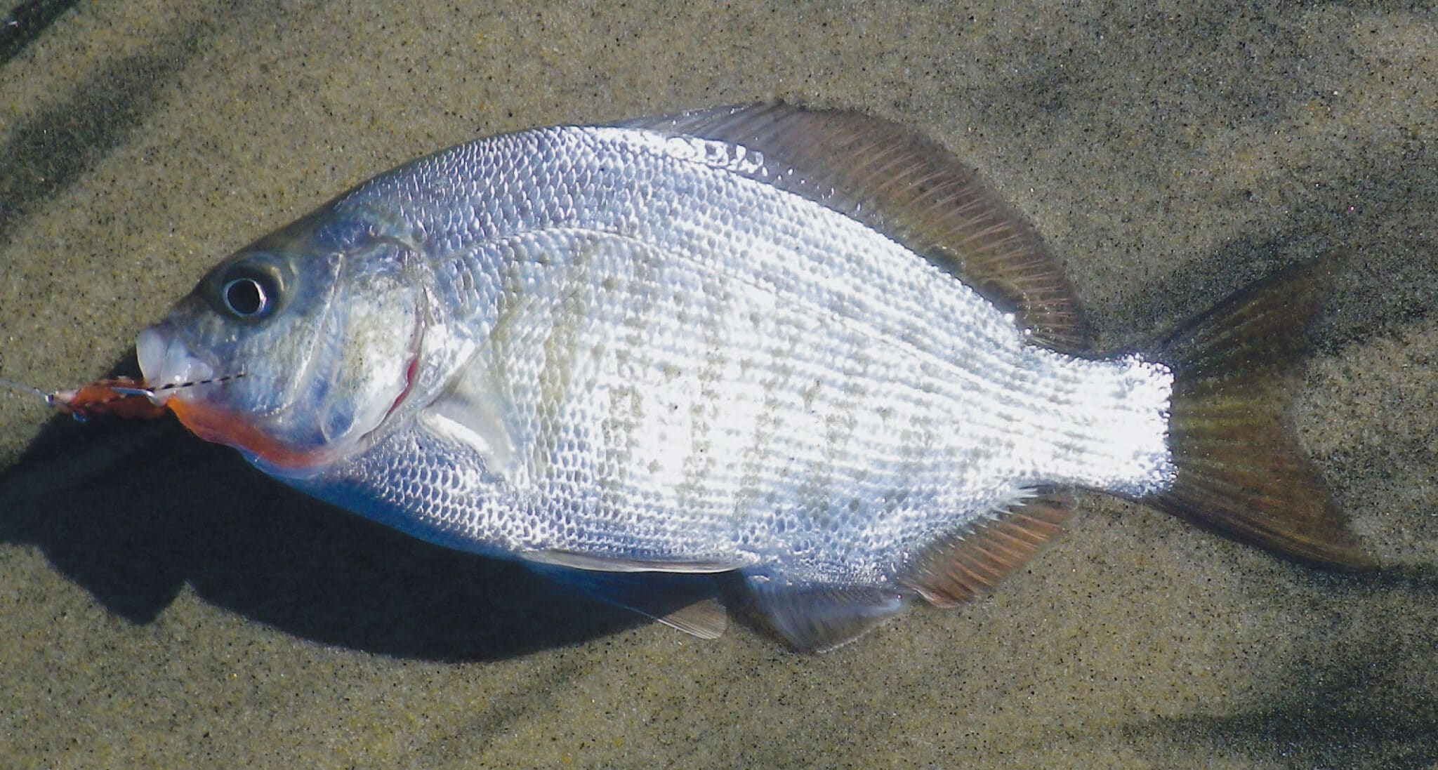 Cup and Saucer Lakes - California Fly Fisher