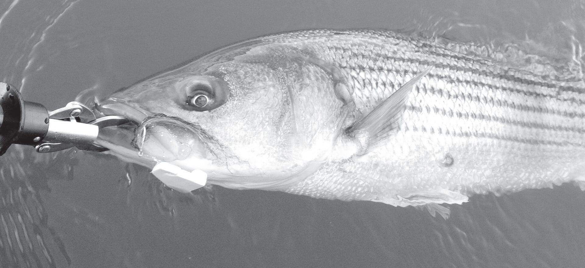 Fearless Flies - California Fly Fisher