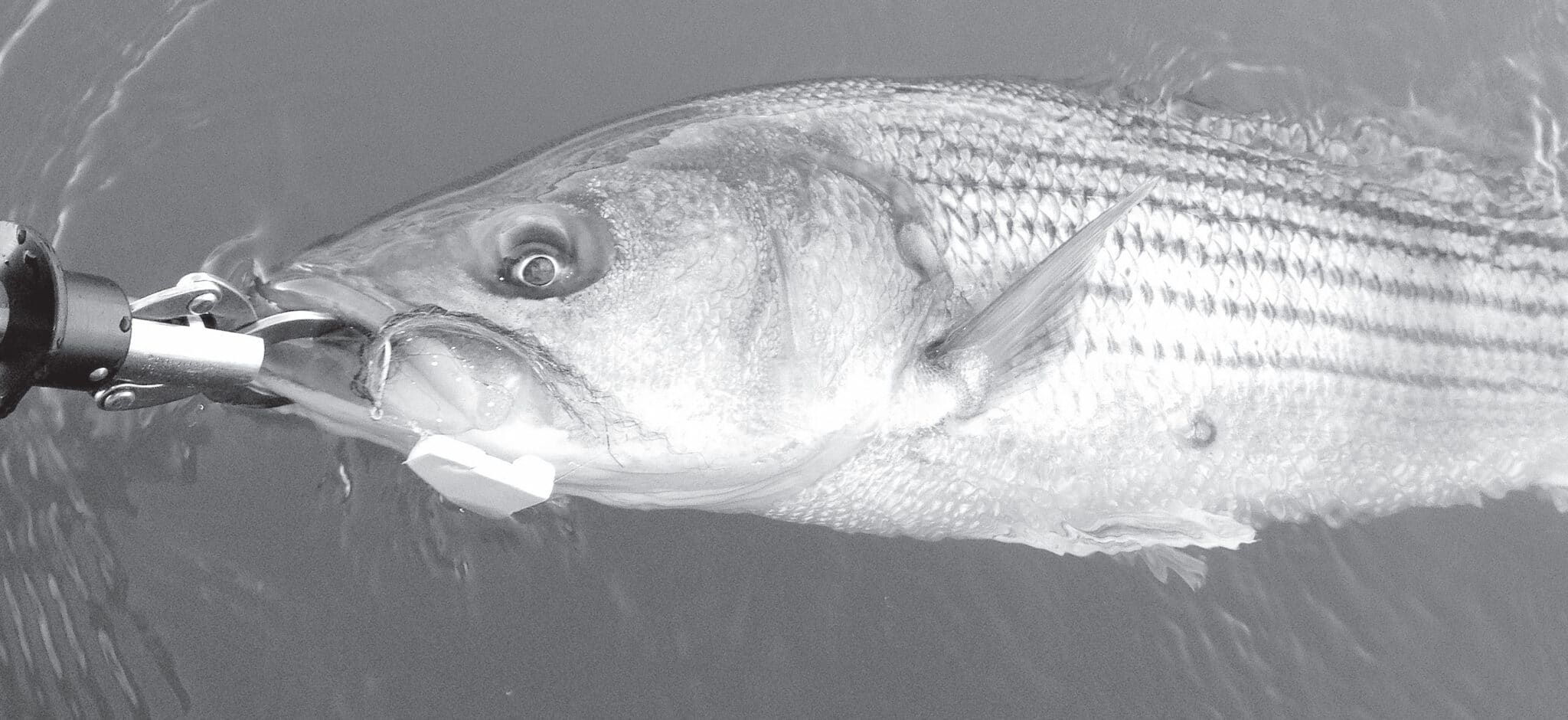 Fearless Flies - California Fly Fisher