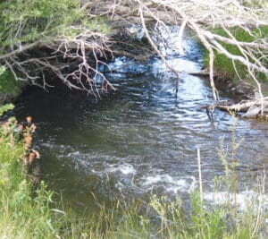 The Good Fight: A Conversation with CDFW’s Charlton “Chuck” Bonham ...