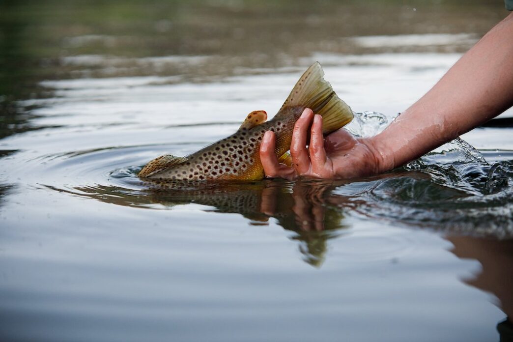 The Trinity River - California Fly Fisher